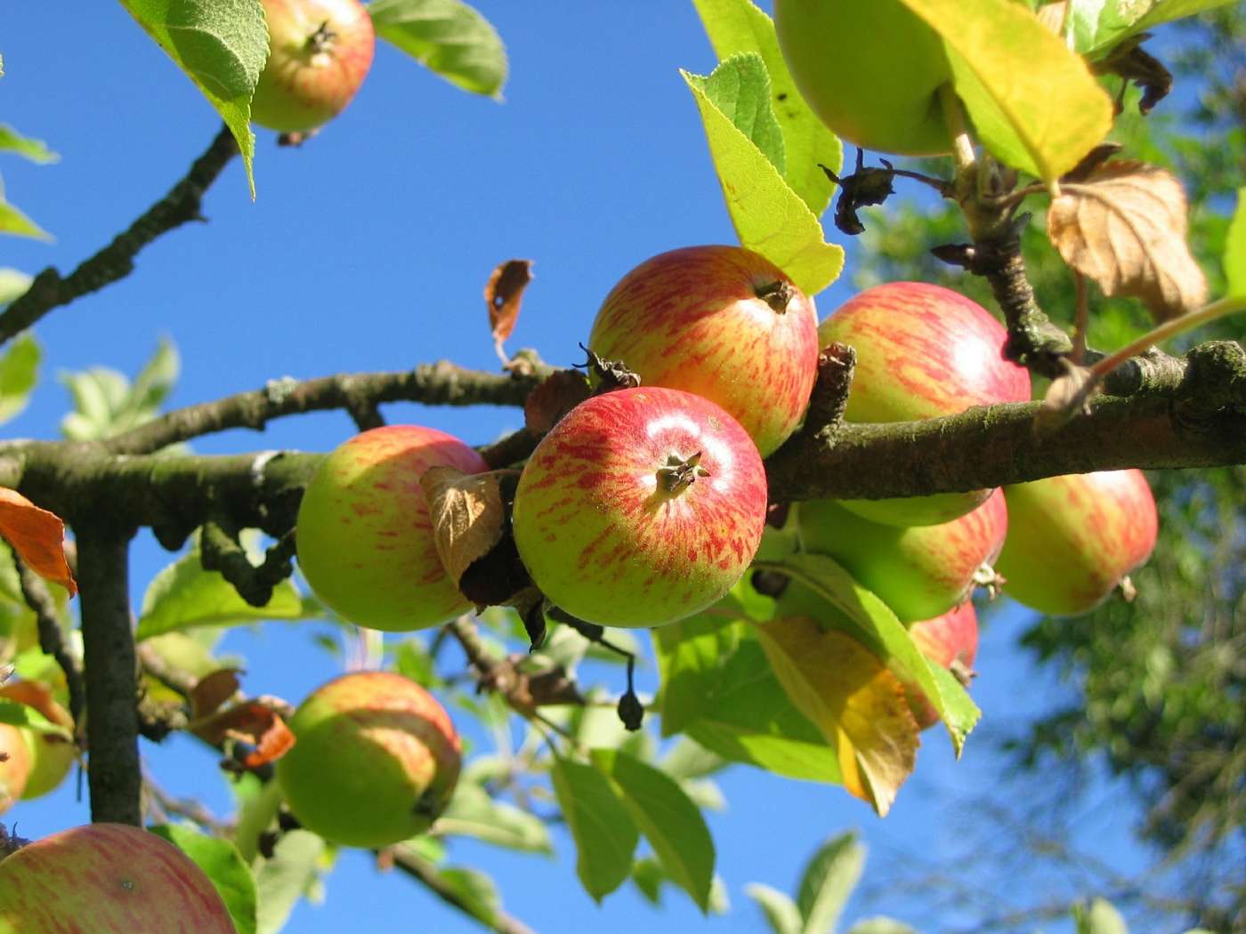 Hochtaunus – Streuobstwiesen erhalten, ist Naturschutz und Heimatpflege ... Hochtaunus – Streuobstwiesen erhalten, ist Naturschutz und Heimatpflege ...